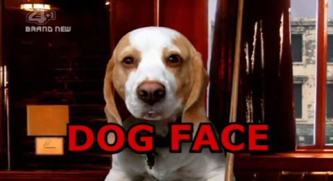 Dog Face picture