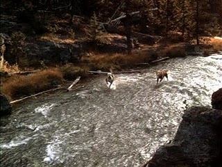 Picture of Homeward Bound: The Incredible Journey