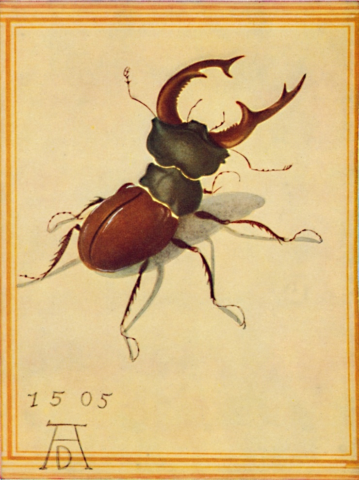 Picture of Albrecht Dürer