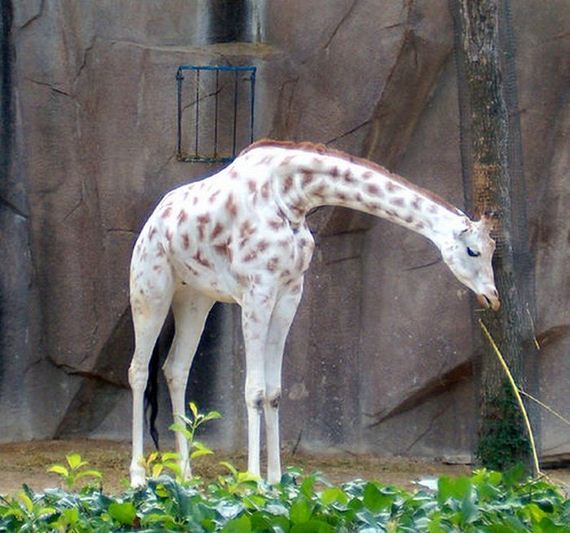 Albino giraffe