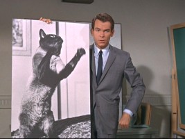 Picture of That Darn Cat!