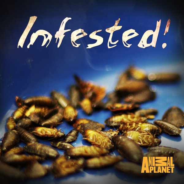 Picture of Infested!
