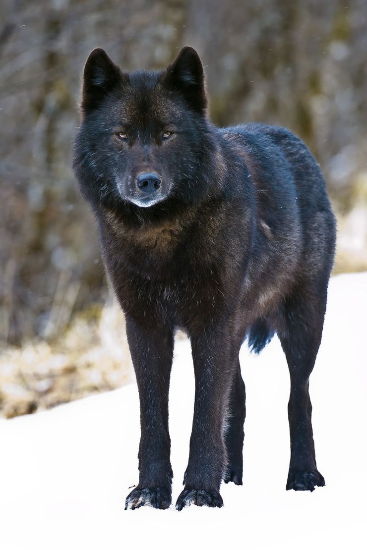 Alexander Archipelago Wolf