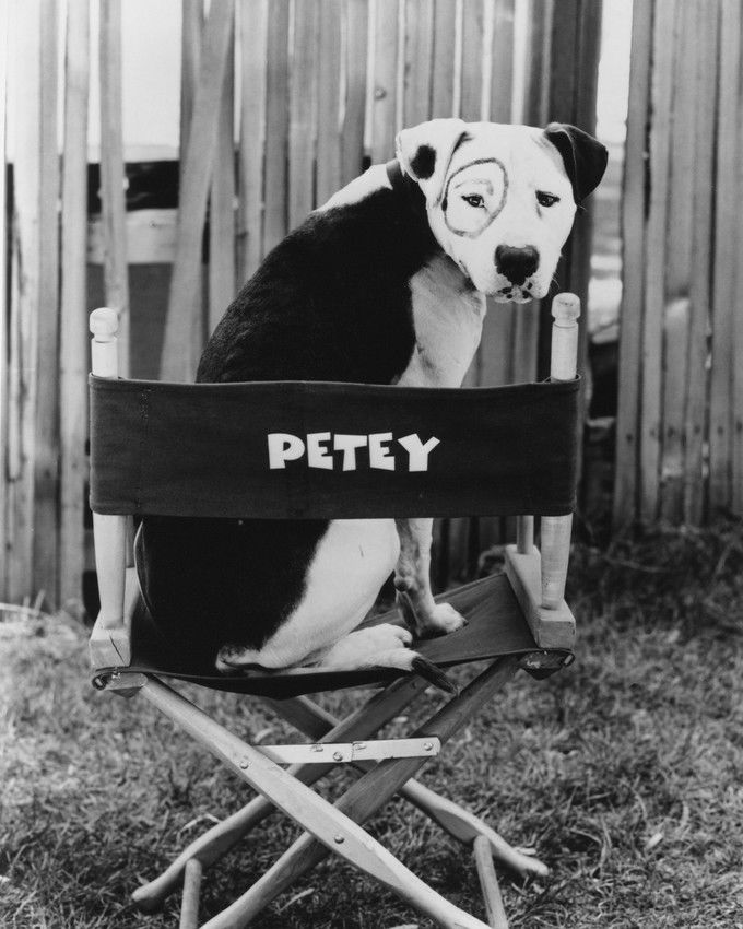 Petey the Dog