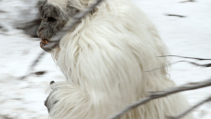 The Yeti