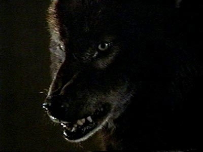 Picture of Wolfen