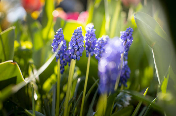 Spring Time