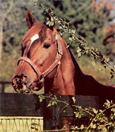 Picture of Secretariat