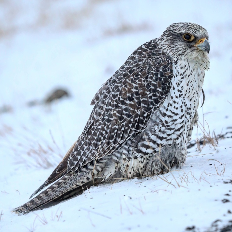 Picture of Gyrfalcon
