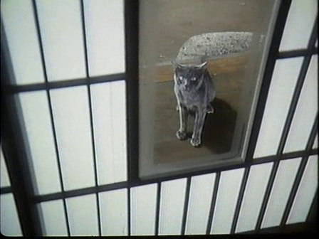 Picture of I Am a Cat