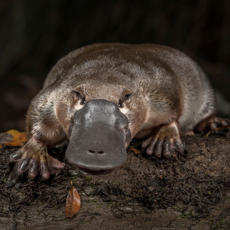 Platypus