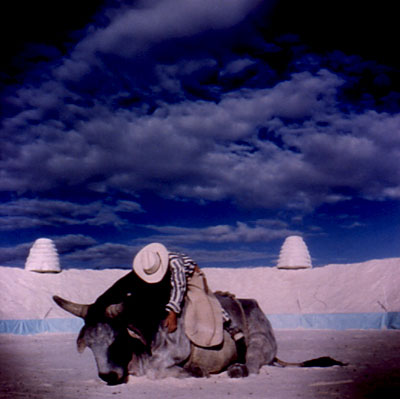 Picture of Cremaster 2