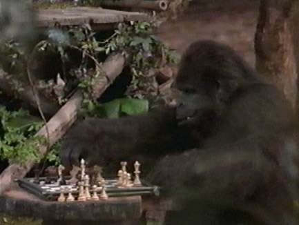 Picture of George of the Jungle