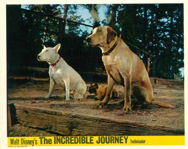 Picture of The Incredible Journey