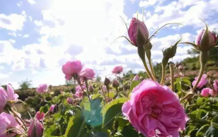 The home of the world's roses, Isparta, Turkey