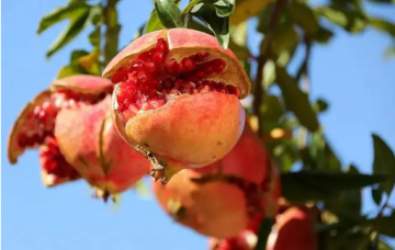 Pomegranate juice from Turkey