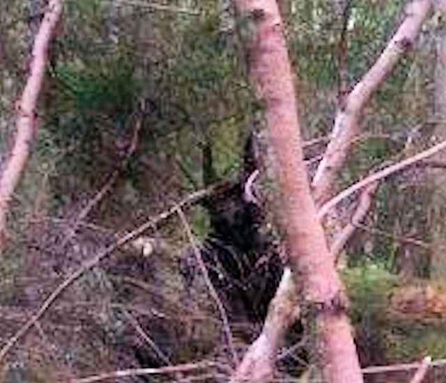 Picture of Michigan Dogman