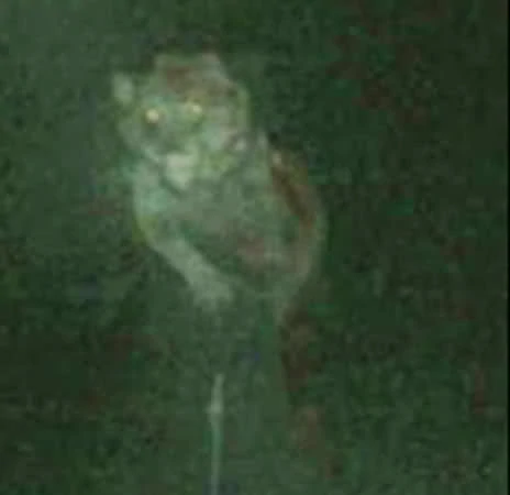 Picture of Michigan Dogman