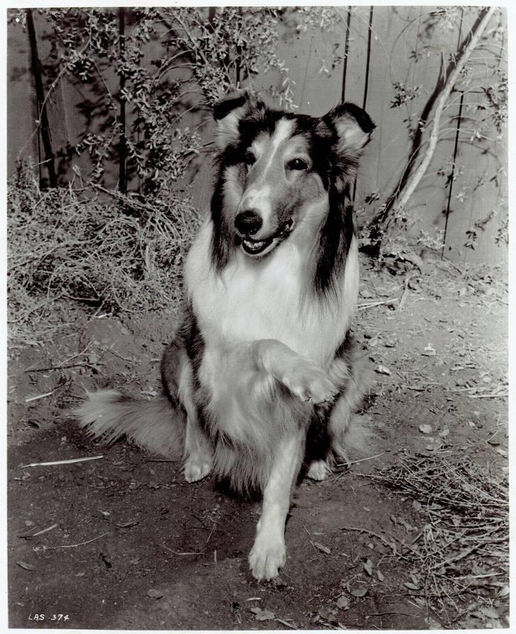 Lassie