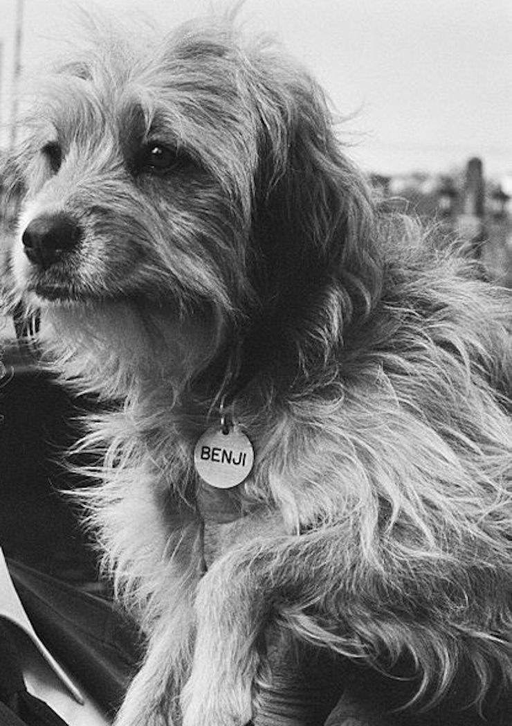 Picture of Benji