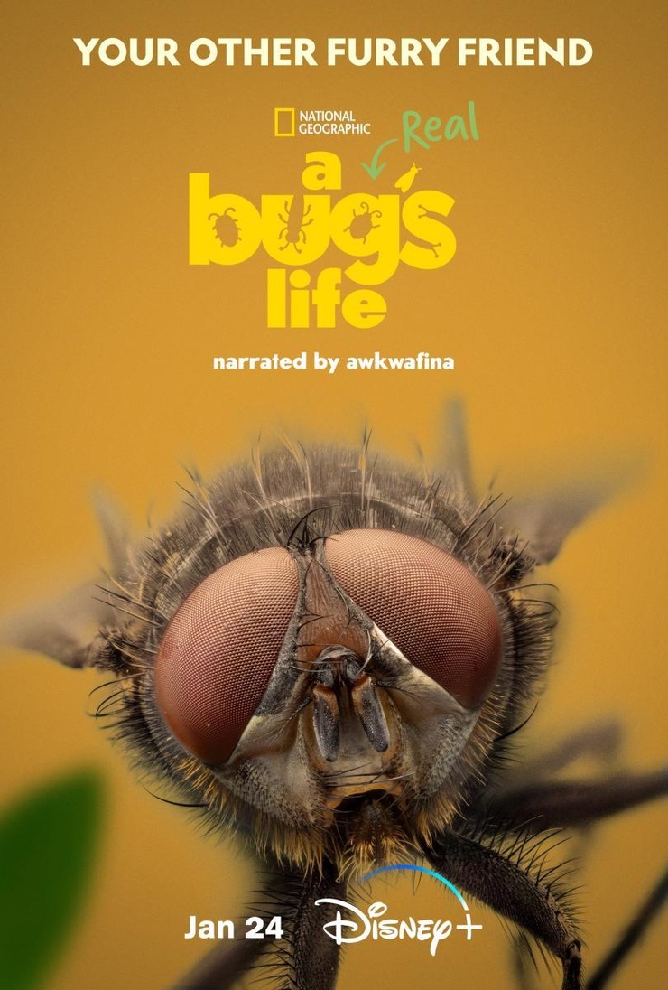 Picture of A Real Bug's Life