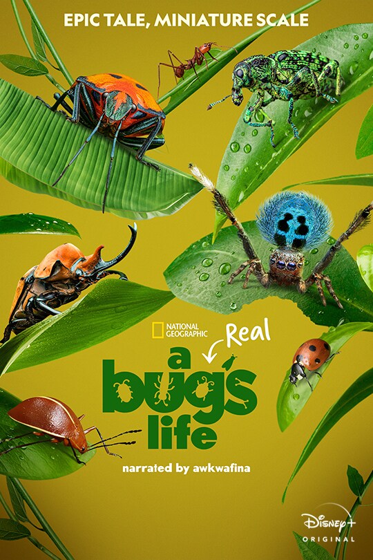Picture of A Real Bug's Life