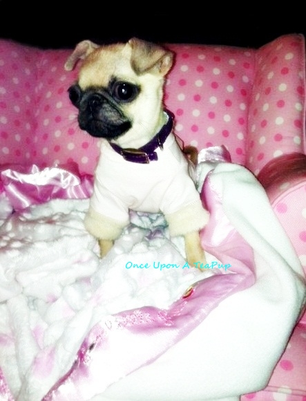 Miss GaGa "Micro" Female Pug, Once Upon A TeaPup