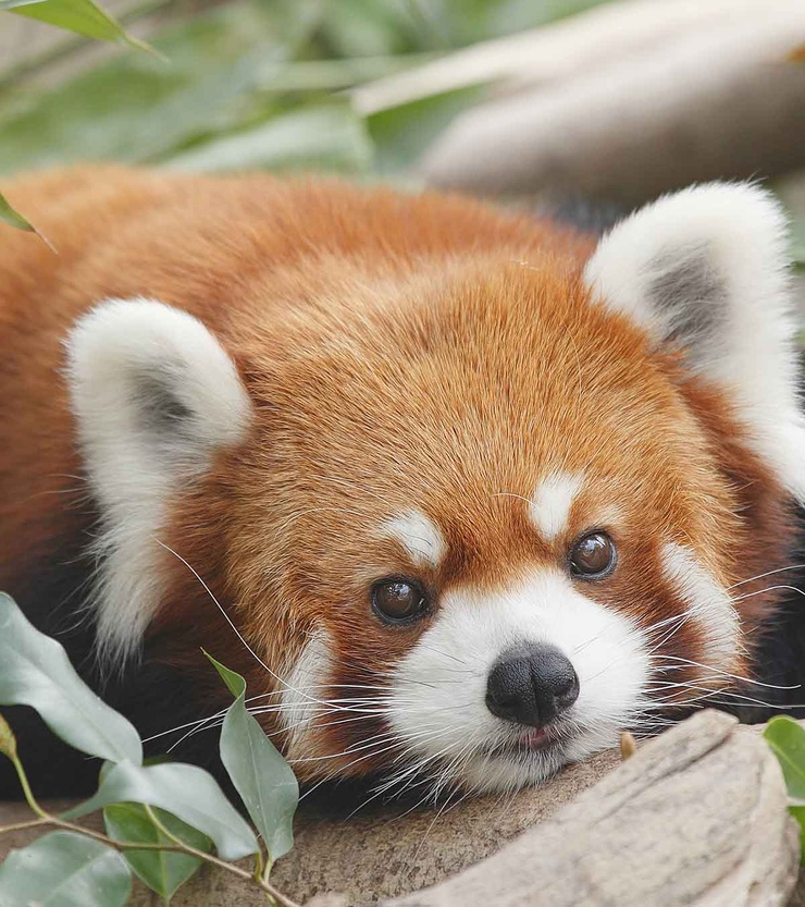 Image of Red Panda