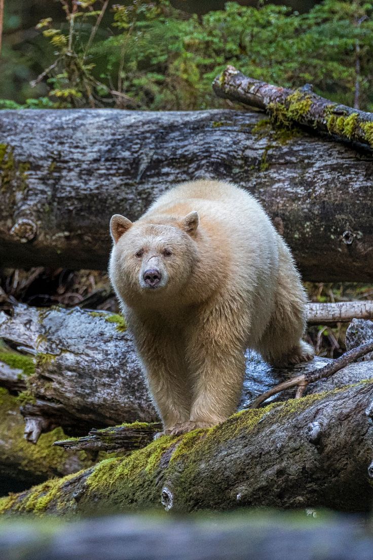 Picture of Spirit Bear