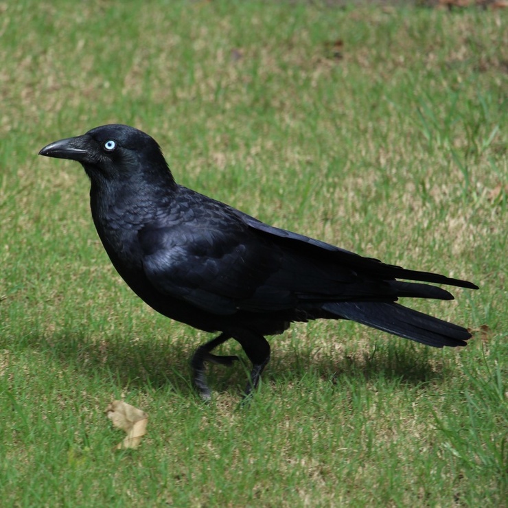 Picture of Australian Raven