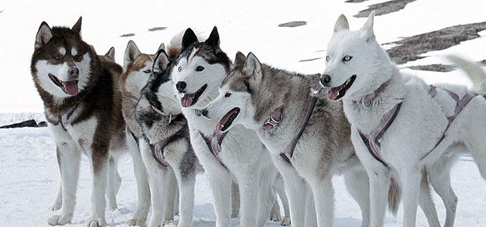 Eight Below image