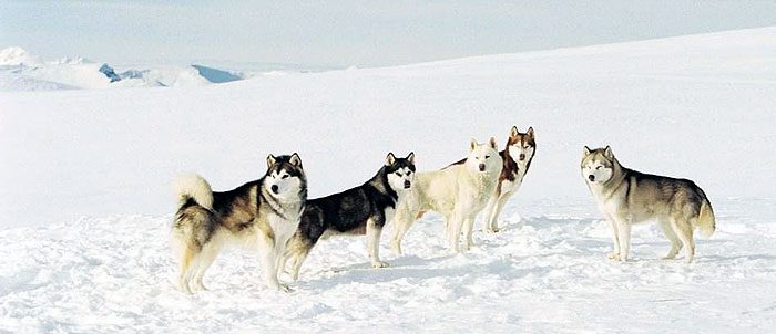 Picture of Eight Below