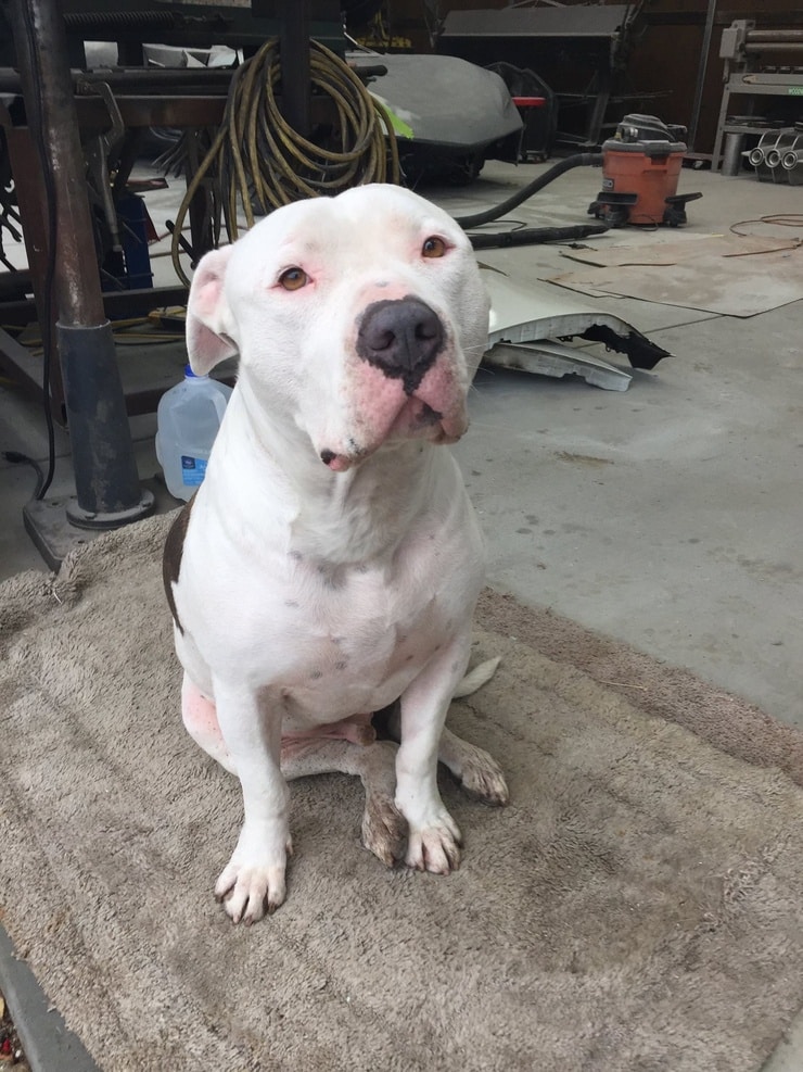 Picture of Shop Inspector