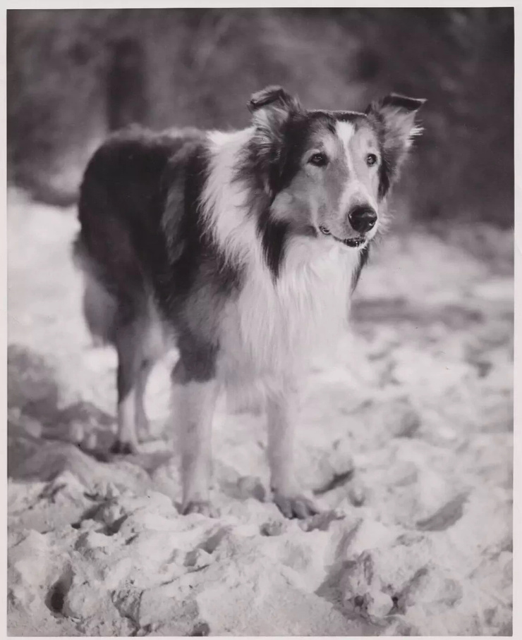 Lassie