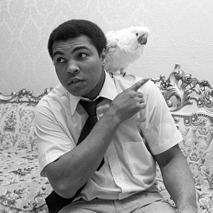 Picture of Muhammad Ali