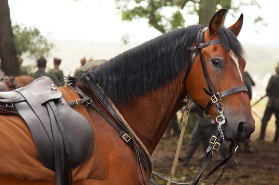 Picture of War Horse