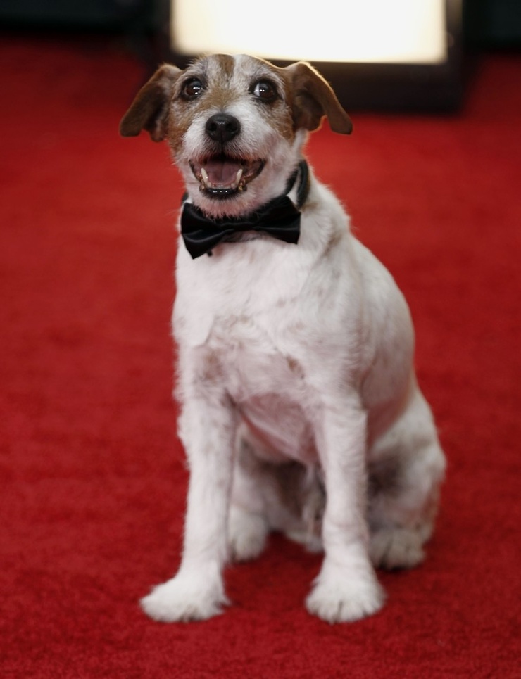 Picture of Uggie