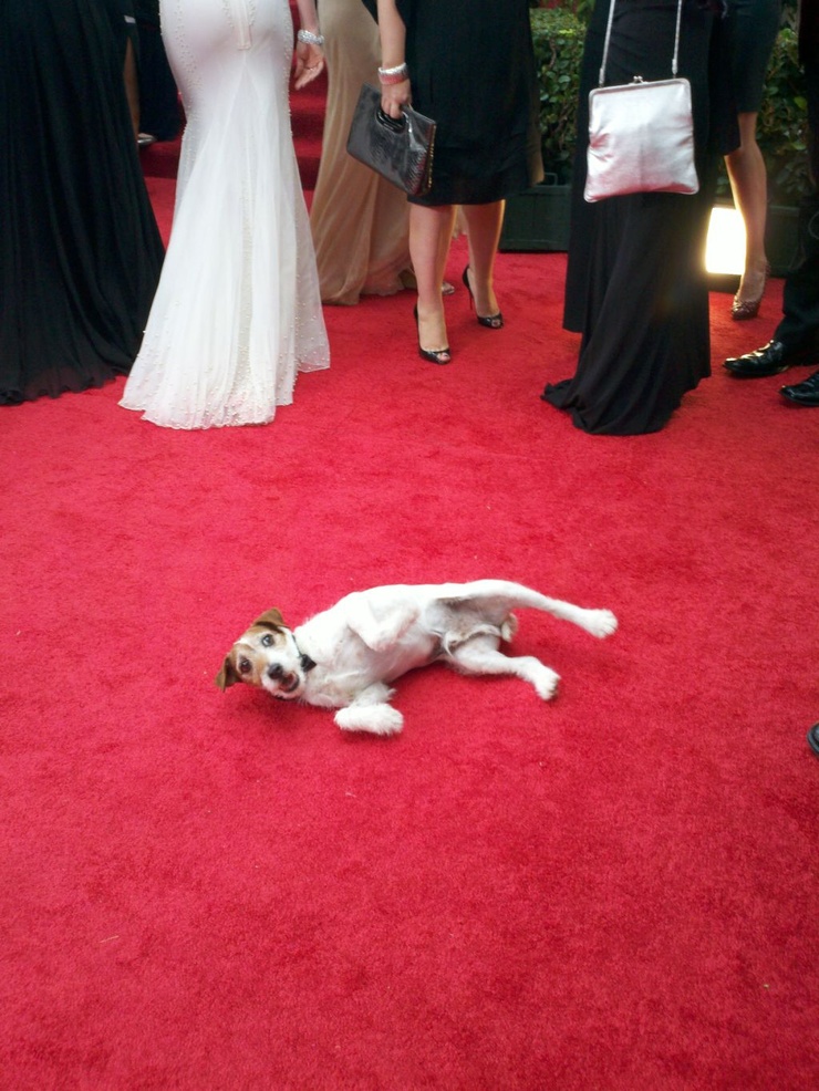 Picture of Uggie