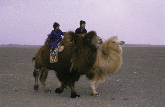 Picture of The Story of the Weeping Camel (2003)