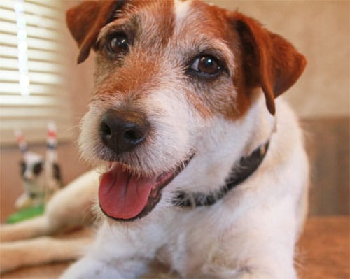 Uggie image