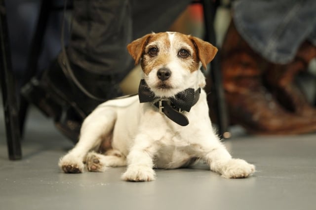 Picture of Uggie