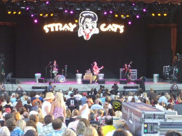 Image of Stray Cats