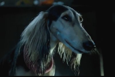 Picture of Cats & Dogs (2001)