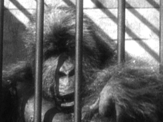 Image of Charles Gemora