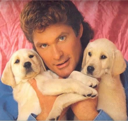 Picture of David Hasselhoff