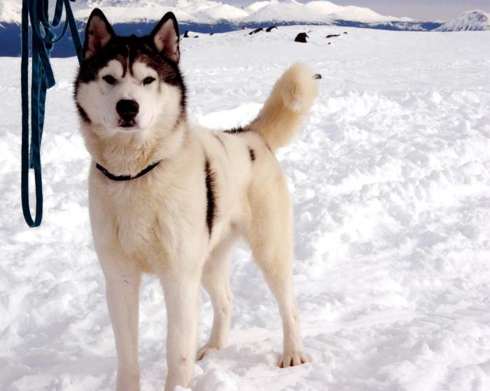 Picture of Eight Below