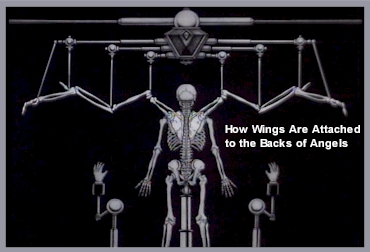 Picture of How Wings Are Attached to the Backs of Angels