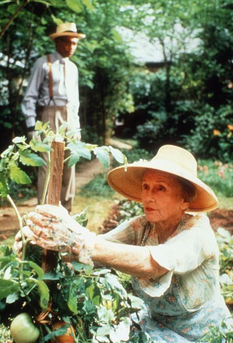 Driving Miss Daisy (1989) picture