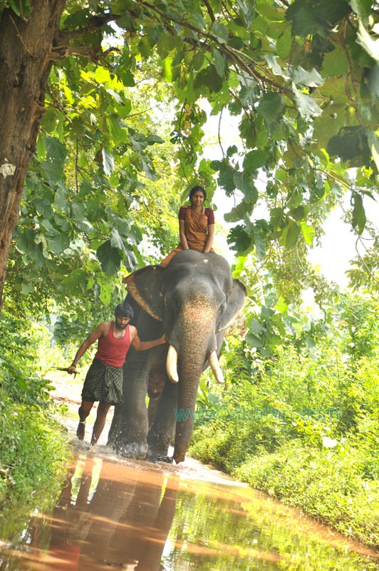 Image of Kumki
