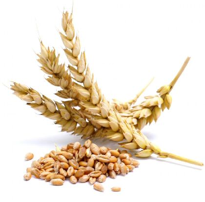 Picture of Wheat